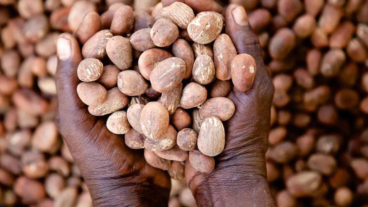 President Tinubu orders temporary ban on raw shea nut exports - The ...