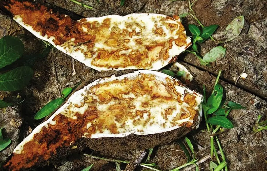 Experts warn Kebbi farmers over deadly cassava mosaic virus - The ...